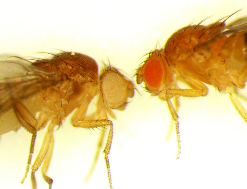 How the loathsome fruit fly is contributing to important wound healing ...