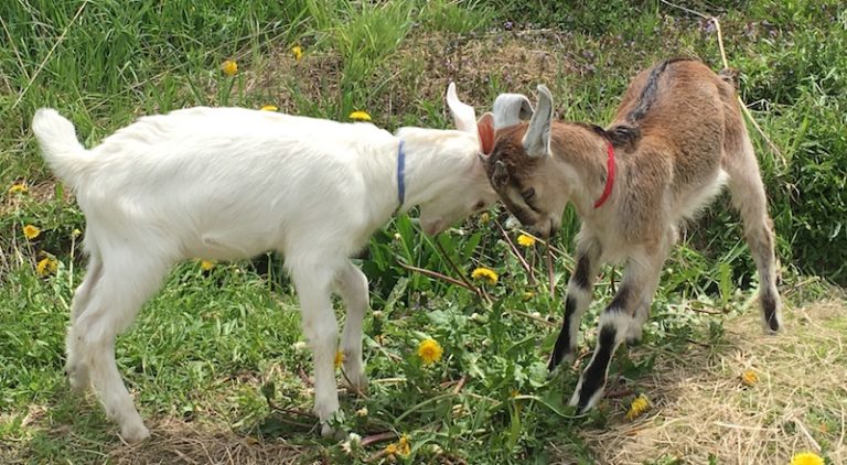 Let’s go for a romp with some baby goats – Catching Health with Diane ...