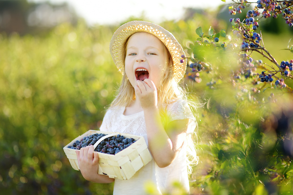 Wild or cultivated, always say yes to the powerful blueberry | Catching ...