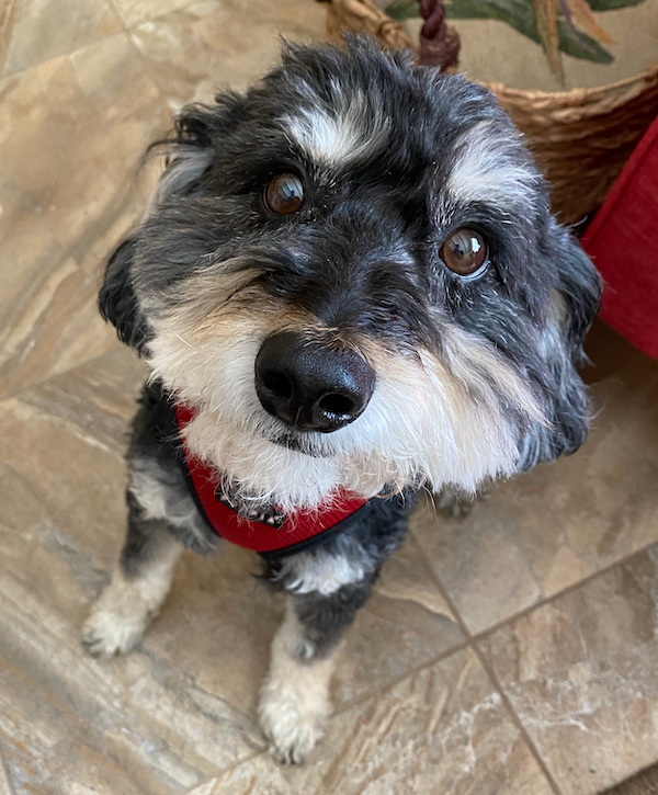 How to keep our beloved pets safe during the holidays | Catching Health ...